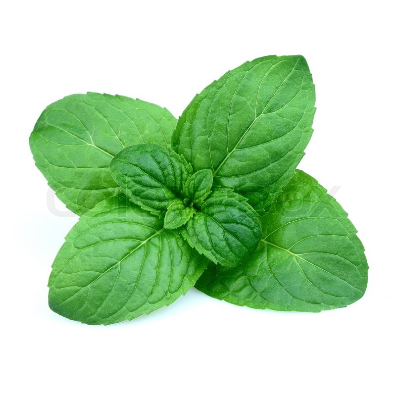 Frische Minze auf einem weißen ... | Stock Bild | Colourbox