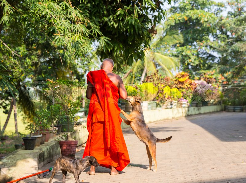 Ceylon, buddhist feeding dogs in buddha ... | Stock image | Colourbox