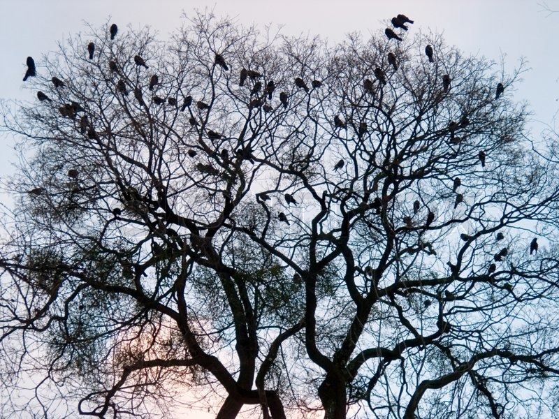 Crow In Tree