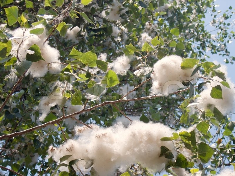 Summer branch of poplar tree with fuzz | Stock image | Colourbox