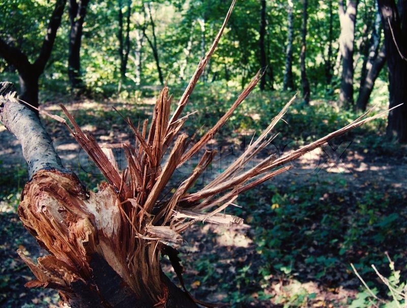 Breaking tree in green park and slivers ... | Stock image | Colourbox