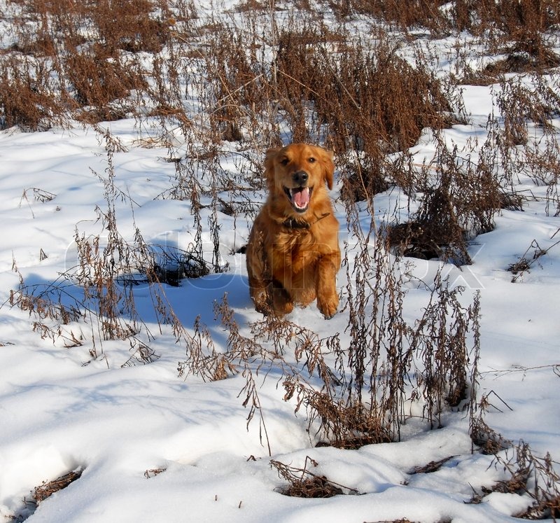 Schne Beisskraft Von Hunden Bild