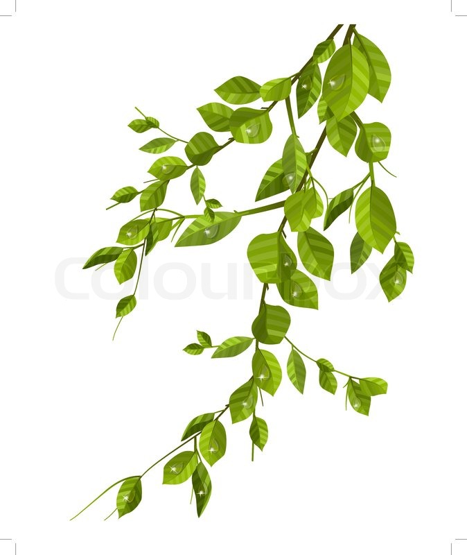 Zweig mit grünen Blättern isoliert auf weiß | Vektorgrafik | Colourbox