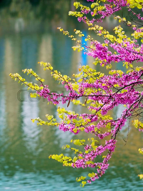 Spring Branches Wallpaper