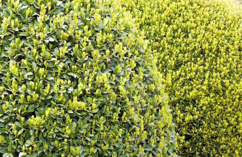 Spheric spring bush in park (nature ... | Stock image | Colourbox