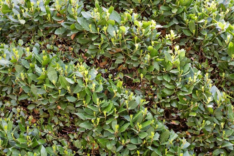 Striped spring green bush in park ... | Stock image | Colourbox