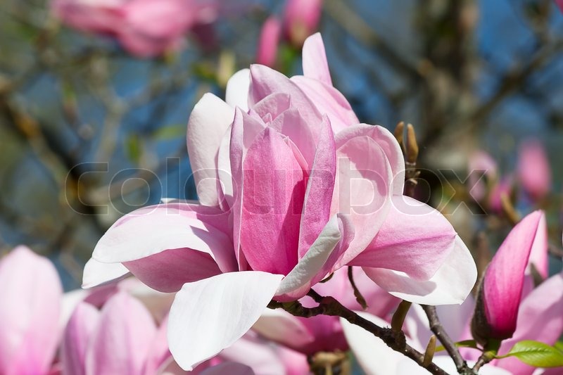 Magnificent Magnolien im Frühjahr ... | Stock Bild | Colourbox