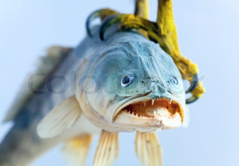 Große Fische (Makro) in talon Raubvogel | Stock Bild | Colourbox