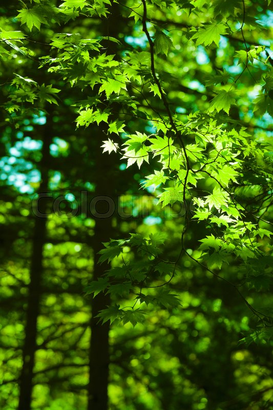Green Maple Tree Wallpaper