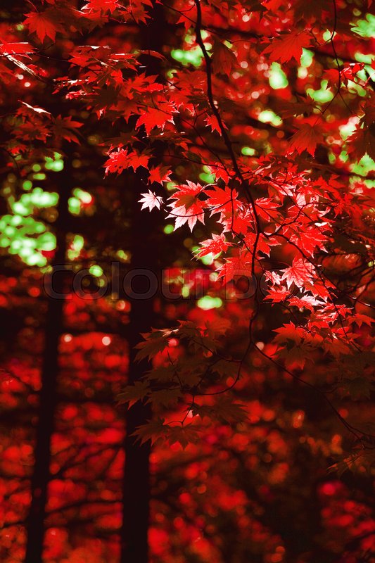 Red Maple Leaf Wallpaper
