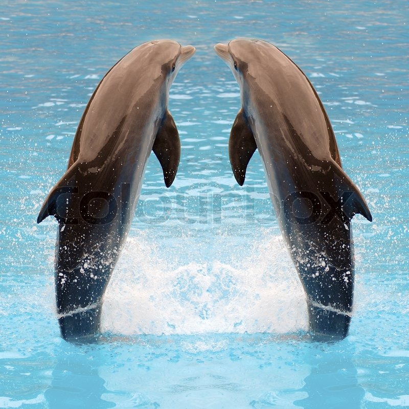 Dolphin tvillinger er springer i vandet | Stock foto | Colourbox