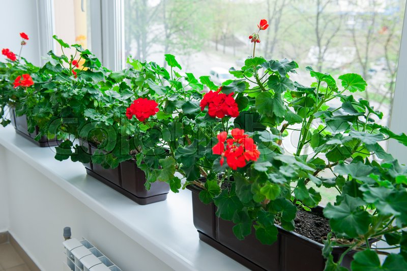 Red Geraniums Window Box