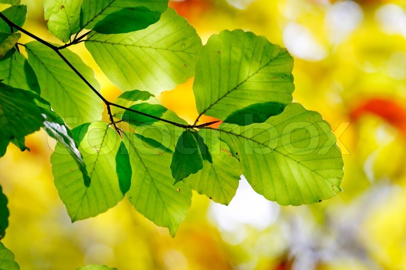 Leuchtend grüne Blätter an den Ästen ... | Stock Bild | Colourbox