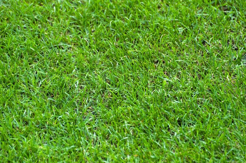 Hintergrund grünen Rasen eines ... | Stock Bild | Colourbox