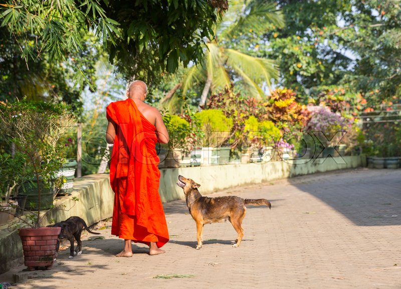 Ceylon, buddhist feeding dogs in buddha ... | Stock image | Colourbox