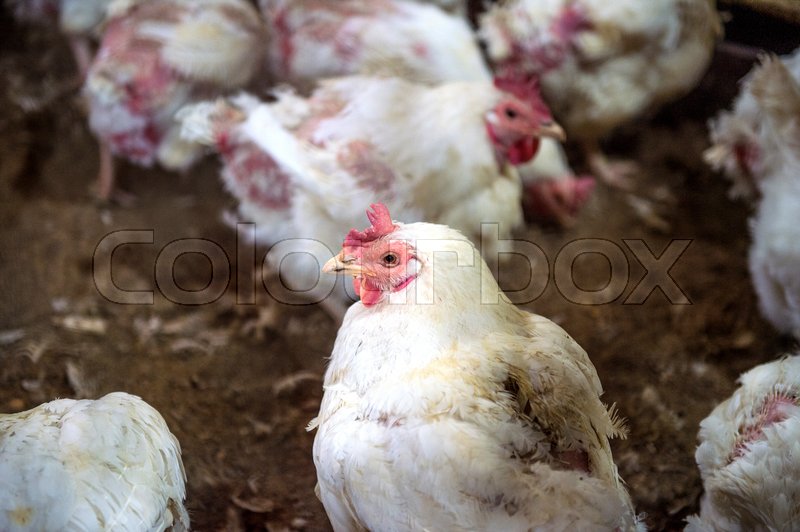 Sick chicken or Sad chicken in ... | Stock image | Colourbox