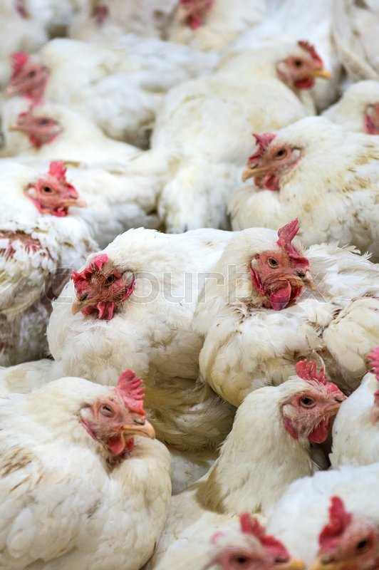 Sick chicken or Sad chicken in ... | Stock image | Colourbox