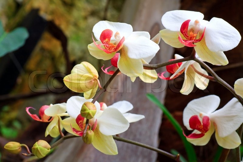 Beautiful magenta-yellow orchid flower ... | Stock image | Colourbox