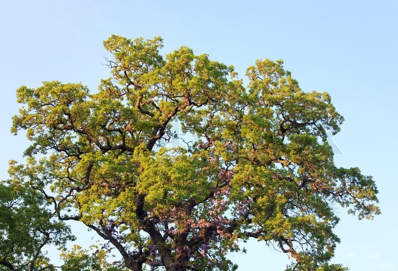 Big oak tree top on blue sky background | Stock image | Colourbox