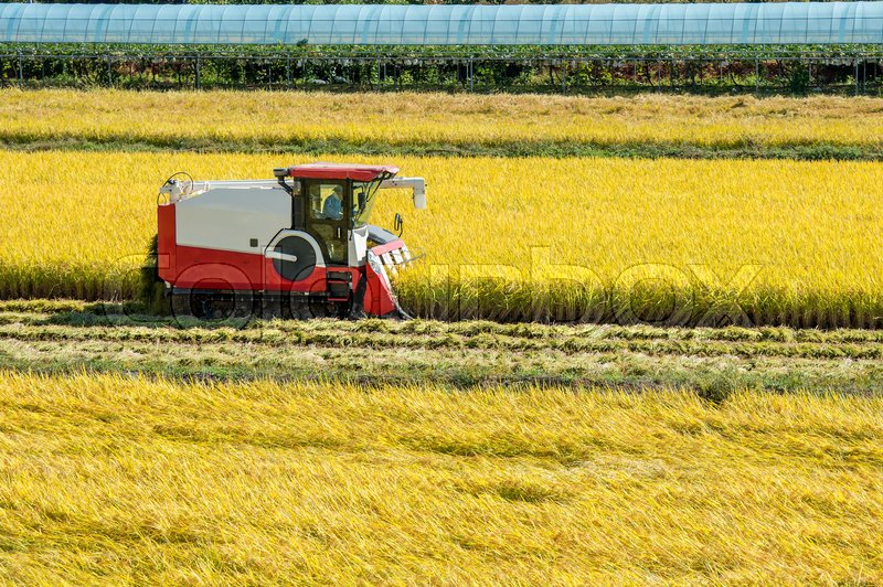 Combine harvester in a rice field ... | Stock image | Colourbox