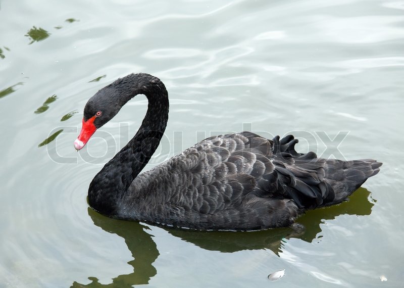 Smukke yndefulde sorte svane på dam ... | Stock foto | Colourbox