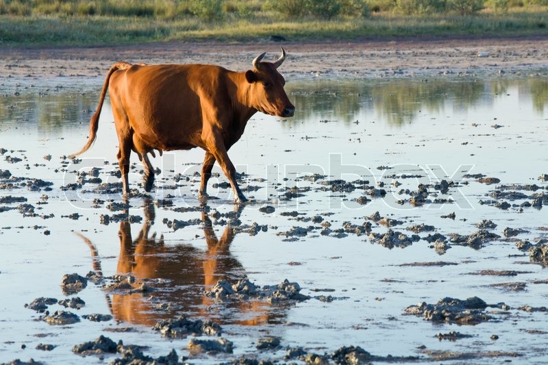 Cow running by morning swamp and it ... | Stock image | Colourbox
