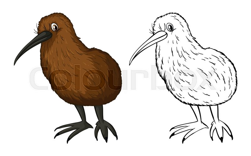 Kiwi Bird Clipart