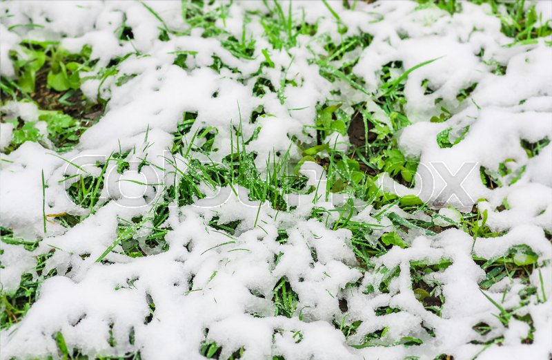 Snow on the green grass fell ... | Stock image | Colourbox