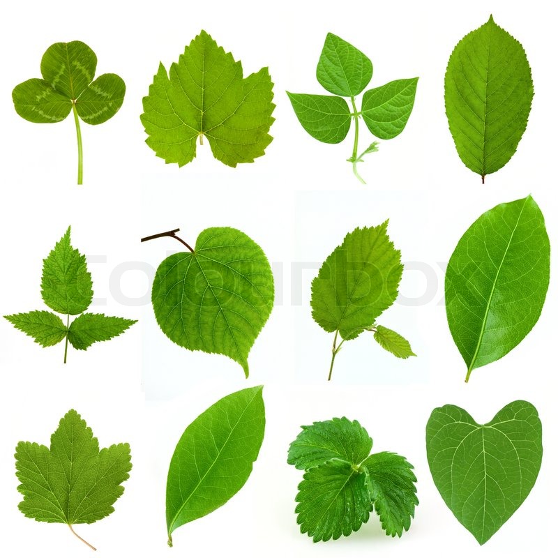 Sammlung von grünen Blättern isoliert ... | Stock Bild | Colourbox