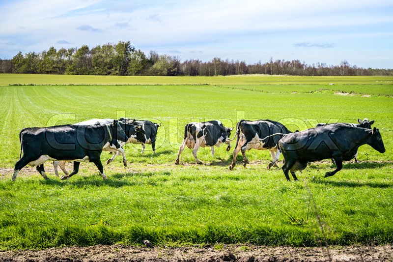 Cattle on grass for the first time in ... | Stock image | Colourbox