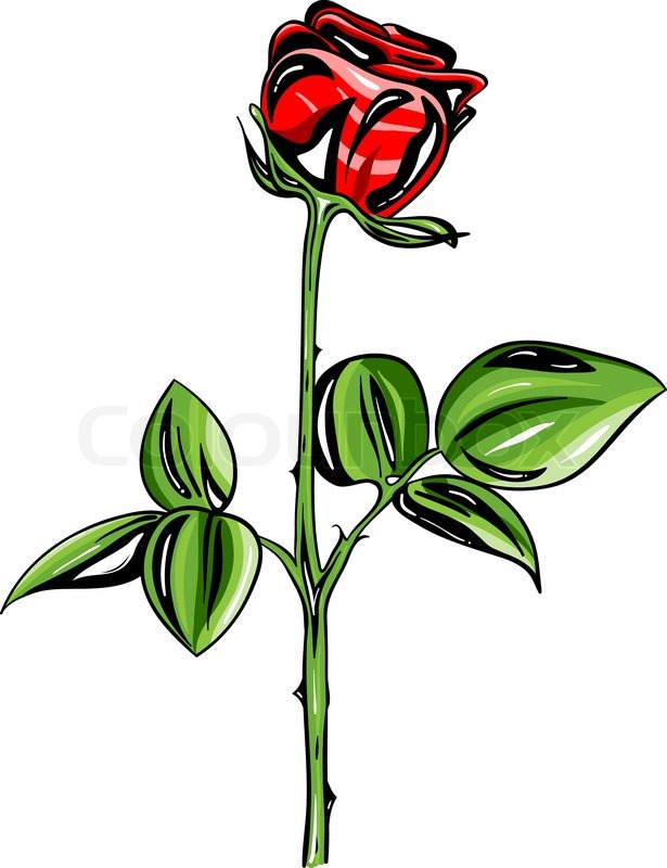 Tegning rose isoleret på hvid baggrund | stock vektor | Colourbox