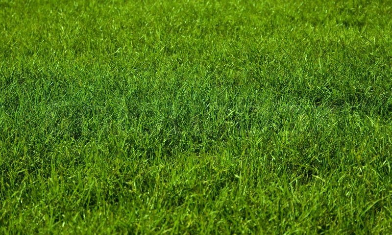 Schöne grüne Gras Textur und ... | Stock Bild | Colourbox