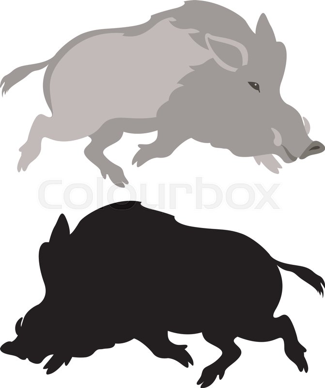 Wild Boar vector illustration style ... | Stock vector | Colourbox