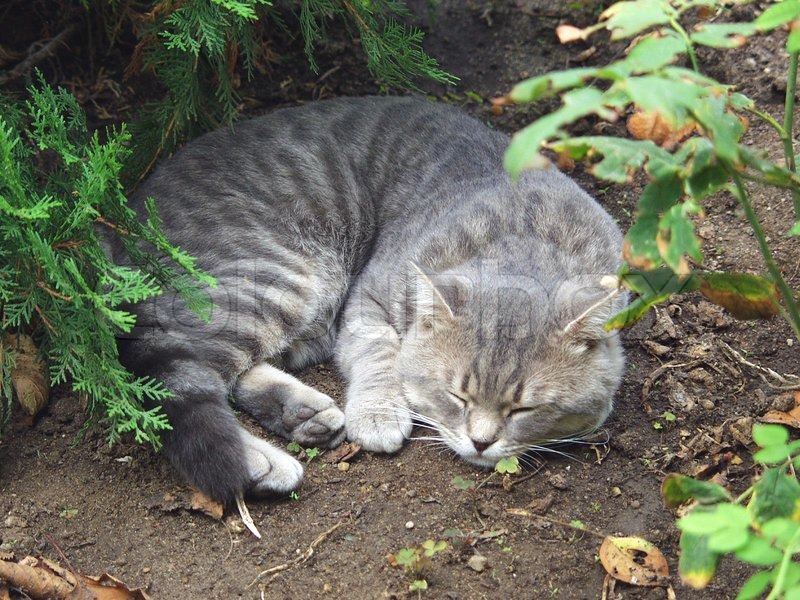 Cat sleeping on the ground under a tree | Stock image | Colourbox
