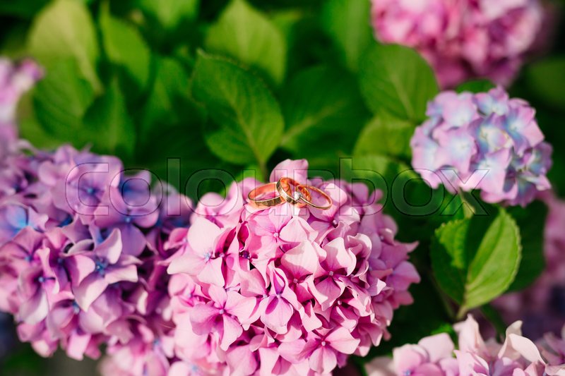 Wedding rings on the hydrangeas. ... | Stock image | Colourbox