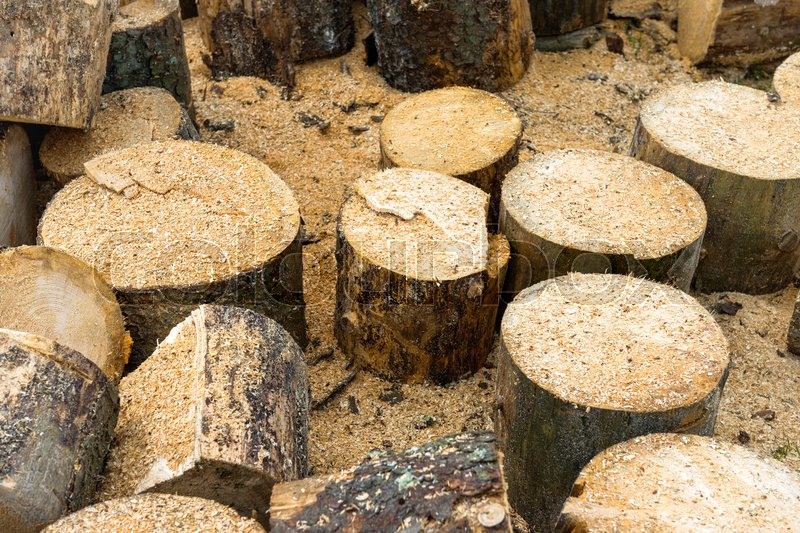 Wooden logs of oak tree and sawdust ... | Stock image | Colourbox