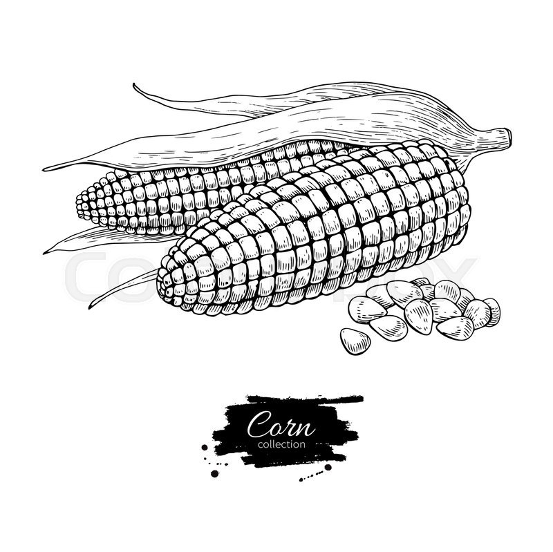 Corn Drawing