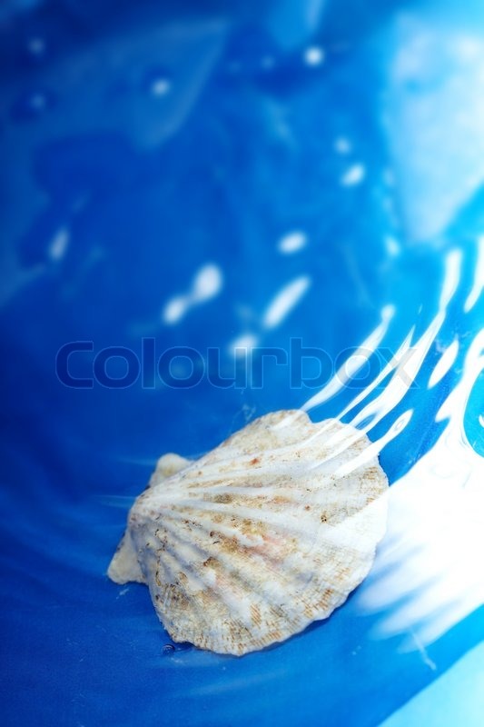 Close-up Foto von der Muschel unter dem ... | Stock Bild | Colourbox