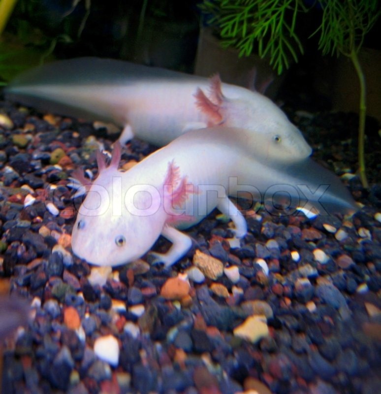 White fishes with a legs | Stock Photo | Colourbox