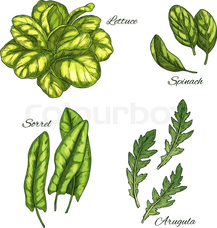 Lettuce Leaf Drawing