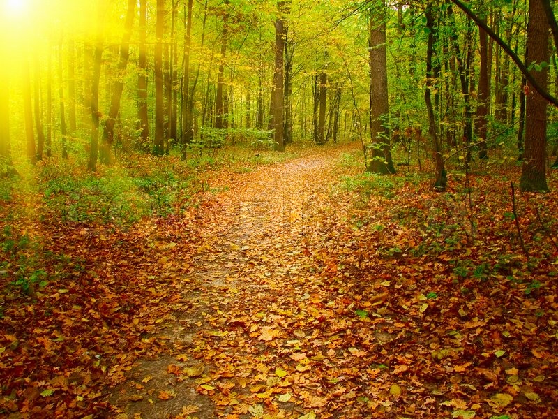 Autumn morning in the deep forest | Stock image | Colourbox