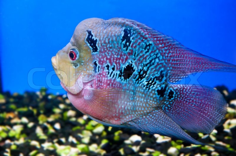Bunte Fische im blauen Wasser | Stock Bild | Colourbox