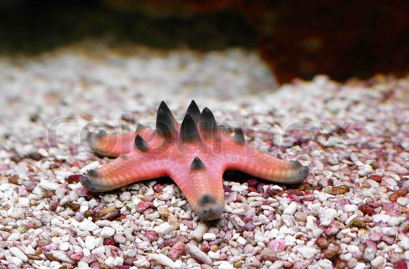 Ein Seestern im Aquarium | Stock Bild | Colourbox