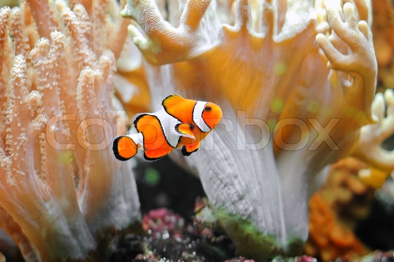 A small tropical fish - the clownfish | Stock Photo | Colourbox