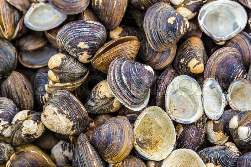 Old sea shell pattern, Pisidium amnicum. | Stock Bild | Colourbox