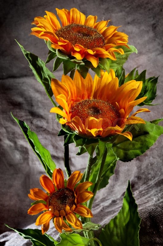 Bright still life with sunflowers | Stock image | Colourbox