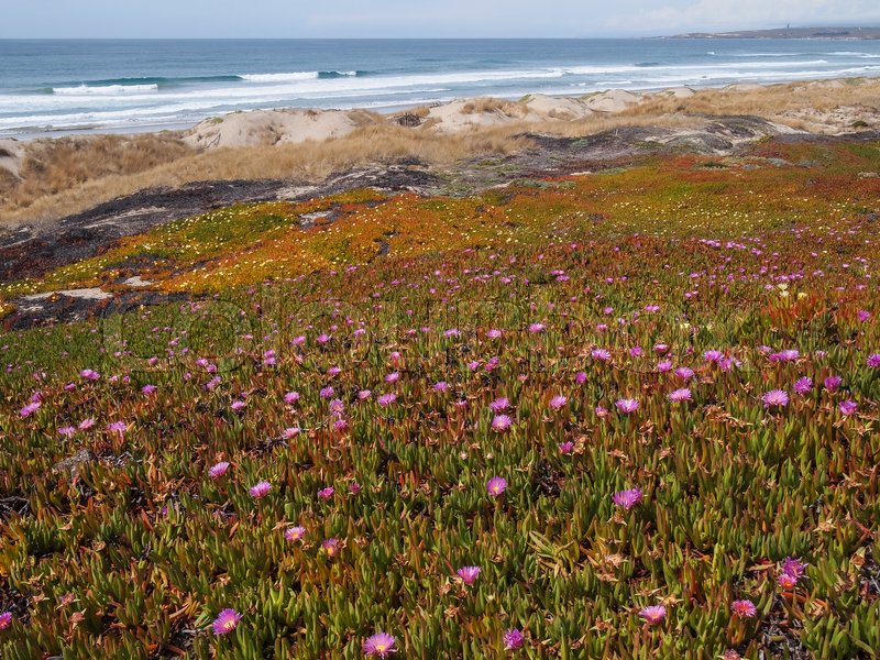 California Coast Beach Flowers Stock