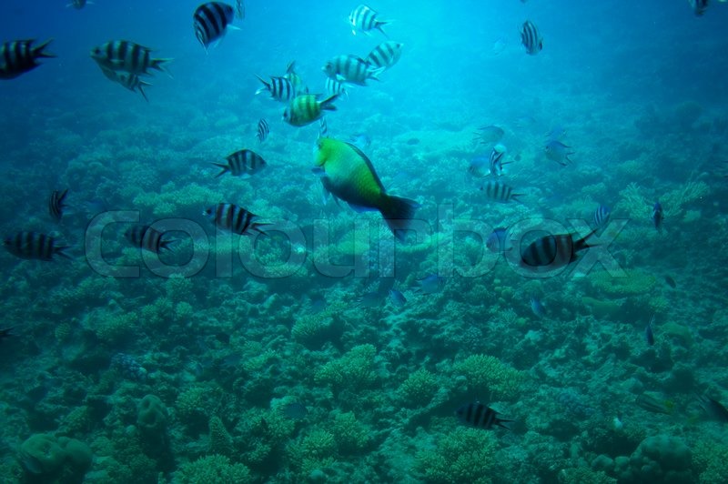 Wunderbare Unterwasserwelt des Roten ... | Stock Bild | Colourbox