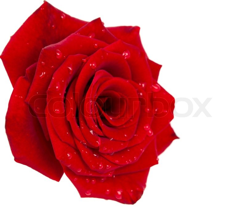 Bordeaux rose med dråber på hvid ... | Stock foto | Colourbox