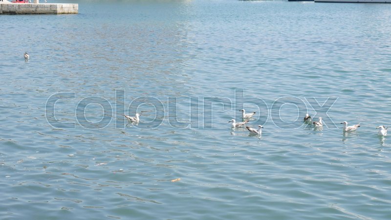 A flock of seagulls floating on the ... | Stock video | Colourbox